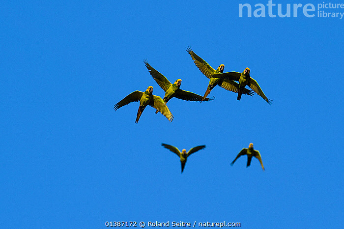 Stock photo of Yellow-eared Parrots (Ognorhynchus icterotis) in flight ...