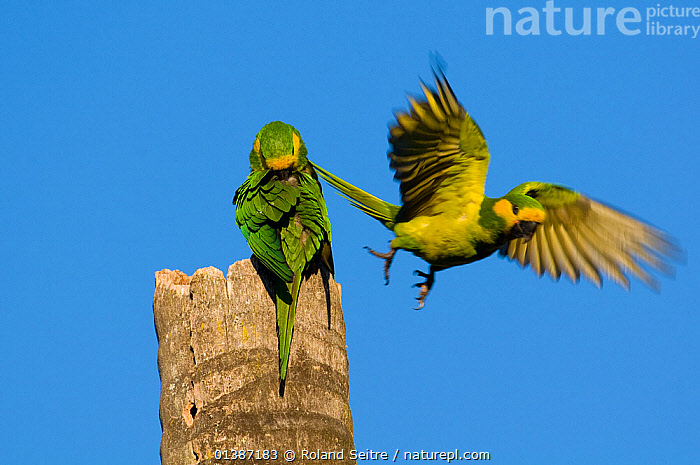 Stock photo of Yellow-eared Parrots (Ognorhynchus icterotis) taking ...