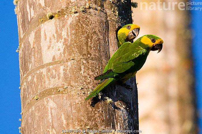 Stock photo of Yellow-eared Parrots (Ognorhynchus icterotis) at their ...