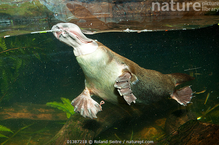 Platypus Eating Crayfish