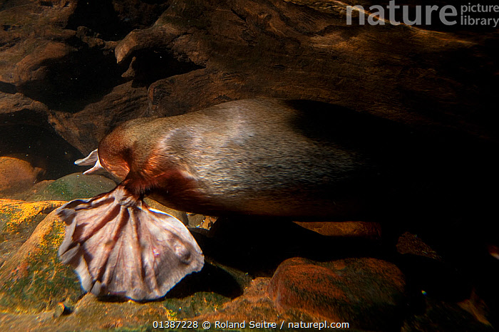 Stock photo of Platypus (Ornithorhynchus anatinus) underwater, showing ...
