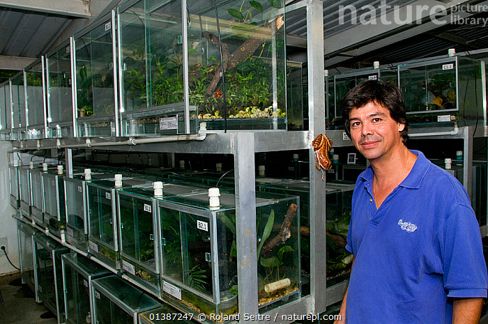 Stock photo of Frog breeding centre at Cali Zoo, specialising in poison ...