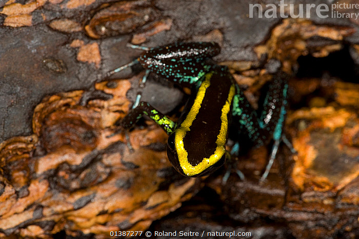 Stock photo of Kokoe Poison Dart Frog (Phyllobates aurotaenia). Cali ...