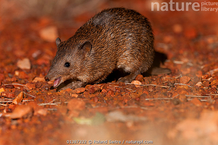 Stock photo of Golden Bandicoot (Isodon auratus). Captive. Desert Park ...