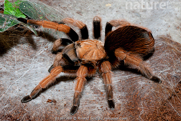 Stock photo of New River Rust Rump Tarantula (Aphonopelma sp.). Captive ...