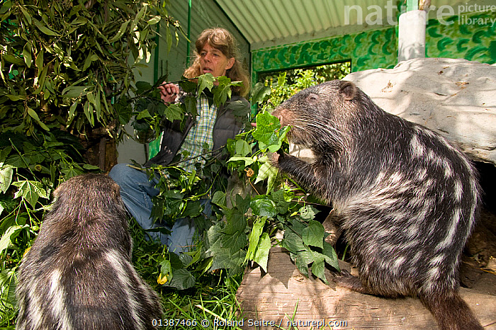 Stock photo of Pacarana (Dinomys branckii) and keeper, member of a ...