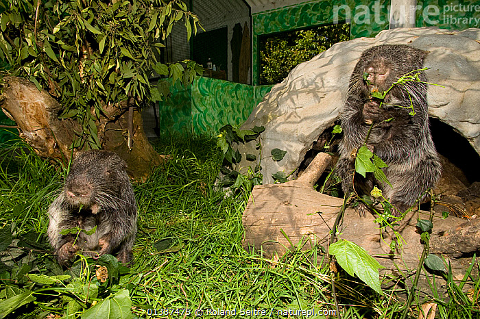Stock photo of Pacarana (Dinomys branckii) feeding on leaves in their ...