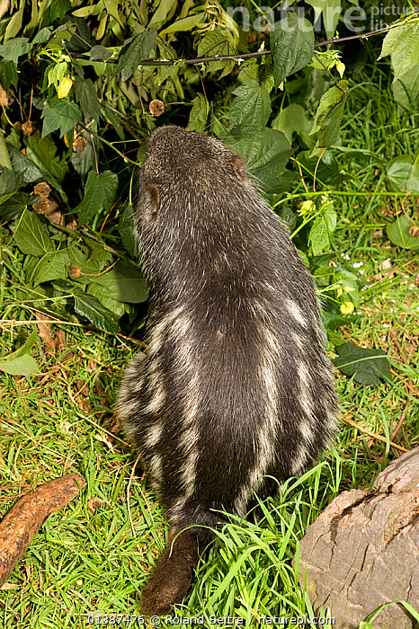 Stock photo of Pacarana (Dinomys branckii) feeding on leaves, member of ...