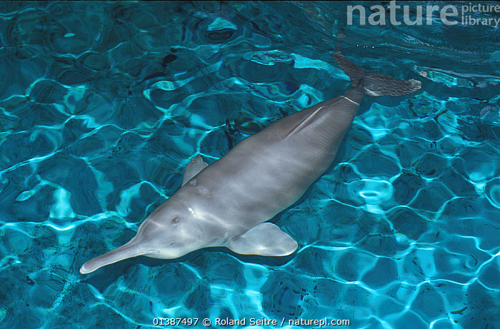 Stock photo of Yang Tze River Dolphin (Lipotes vexillifer) portrait ...