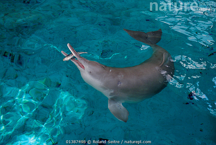 Stock photo of Yang Tze River Dolphin (Lipotes vexillifer) feeding on ...