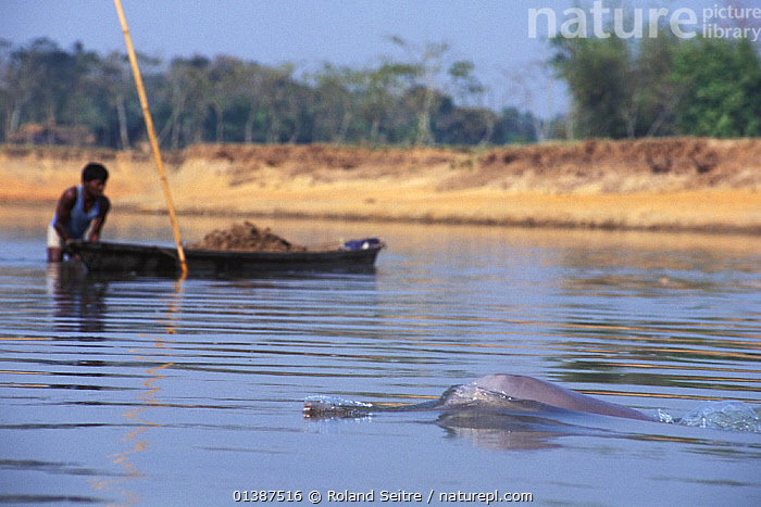 Stock photo of Ganges River Dolphin (Platanita gangetica) in front of ...