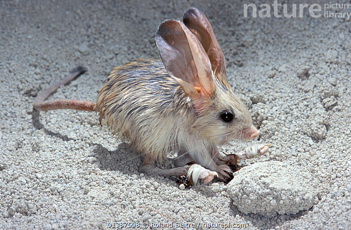 Stock photo of Long-eared Jerboa (Euchoreutes naso). Captive. Endemic ...