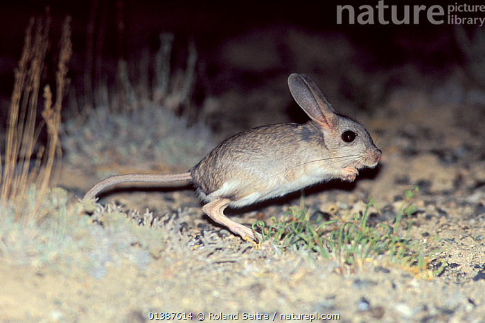 Stock photo of Gobi Jerboa (Allactaga bullata) hopping. Mongolia ...