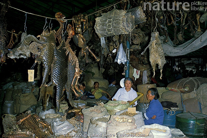 Stock photo of Chinese animal medicine market, including pangolin ...