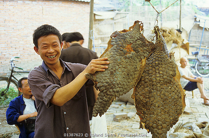 Stock photo of Man displaying a pangolin skins at traditional chinese ...