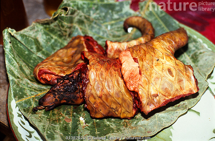 Stock photo of Malayan Pangolin meat. Pangolin meat is valued as tonic ...