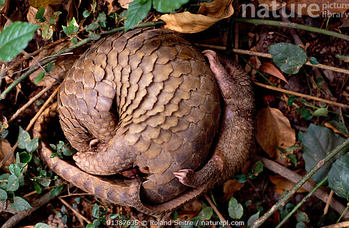 Stock photo of Mother Malayan / Javan / Sunda Pangolin (Manis javanica ...