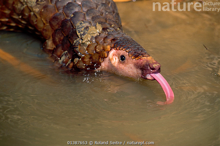 Stock photo of Malayan / Javan / Sunda Pangolin (Manis javanica) using ...