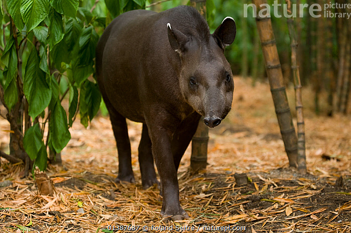Stock photo of Brazilian Tapir (Tapirus terrestris) among bamboo ...