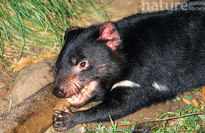 Stock photo of Tasmanian Devils (Sarcophilus harrisii) feeding on wallaby. Captive…. Available ...