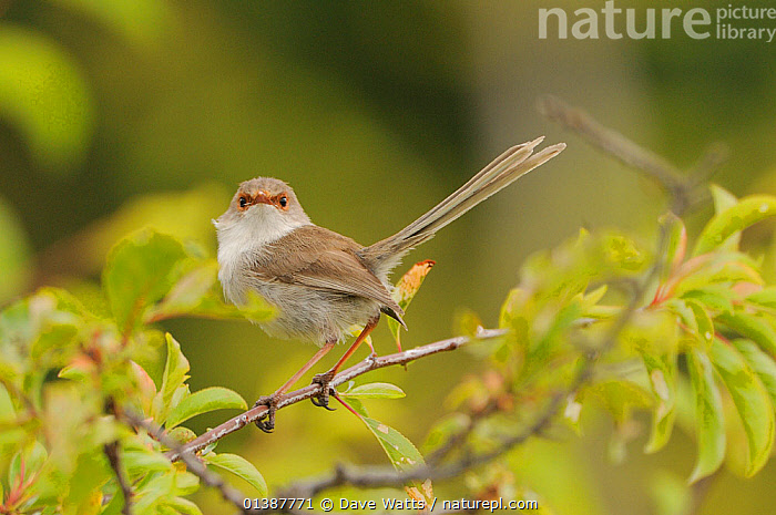 Stock photo of Superb Fairy wren (Malurus cyaneus) female Tasmania ...