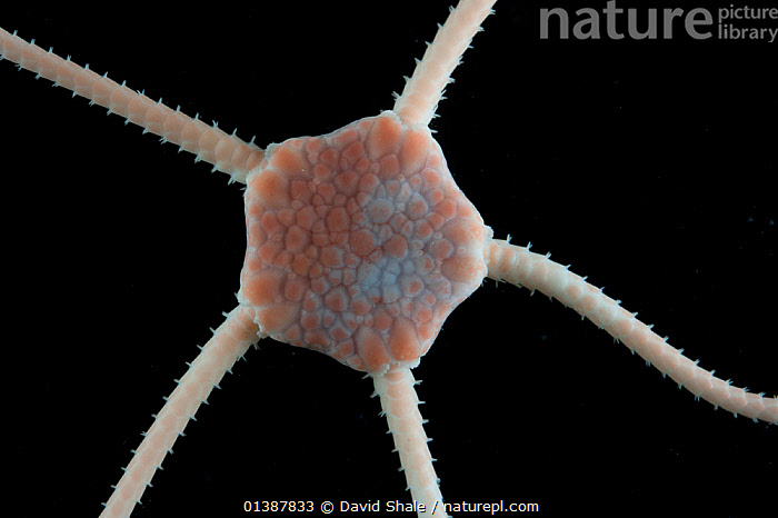 Stock photo of Close up of Brittle star (Ophiuroidea) from coral ...