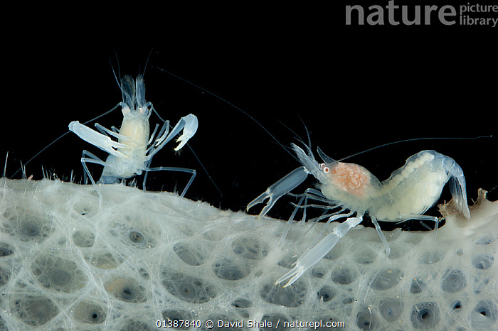 Stock photo of Male and Female glass shrimps on Glass sponge ...