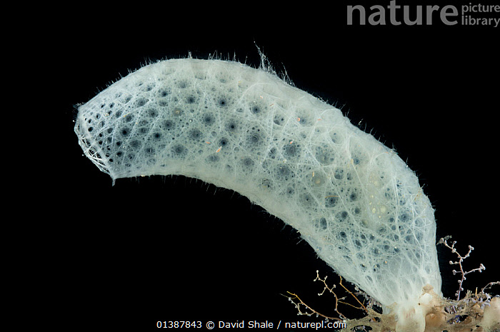 Stock photo of Glass sponge (Hexactinellida) with Glass shrimps visible ...