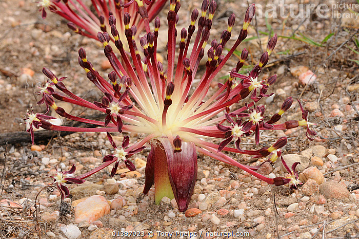 Stock photo of Parasol lily (Crossyne guttata) flowering, deHoop Nature ...