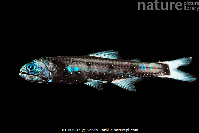 Stock photo of Lanternfish (Lepidophanes guentheri) - deepsea species showing…. Available for ...