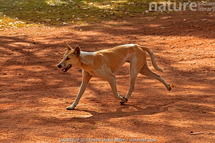 Stock photo of Dingo (Canis lupus dingo) probably part domestic camp ...