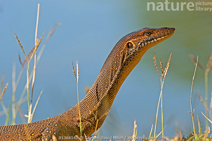 Stock photo of Mertens' water monitor (Varanus mertensi) profile ...