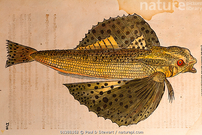 Stock photo of Woodcut illustration of Flying fish (Exocoetus spp ...