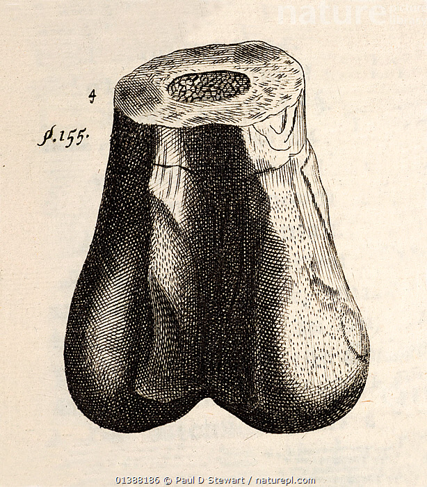 Stock photo of Copper engraving of dinosaur femur, from Robert Plot's ...