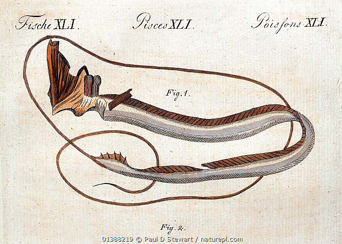 Stock photo of Early (perhaps first) engraving of rare deep sea Tube ...