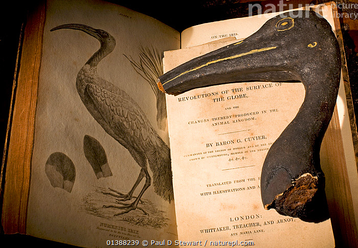Stock photo of Mummified Ibis Head from Egypt (Ptolemaic period 305-30 ...