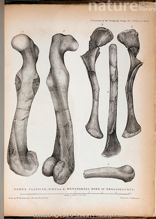 Stock photo of Illustrations of of Megalosaurus' femur, clavicle ...
