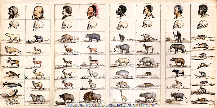 Stock photo of Tableau to accompany Professor Agassiz opening sketch on ...