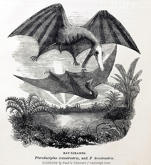 Stock photo of 1857 illustration of pterodactyls by Philip Gosse for ...