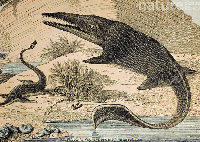 Stock photo of Coloured lithograph of plesiosaur and ichthyosaur, a ...