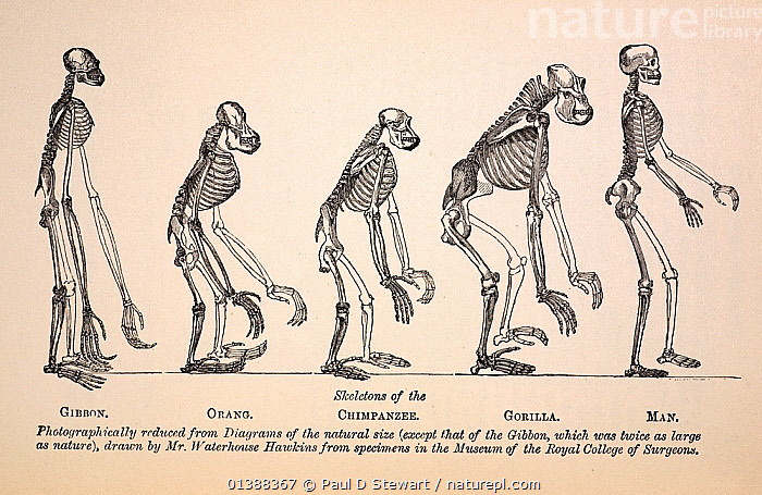 Stock photo of Illustartion of series of primate skeletons, the frontis ...