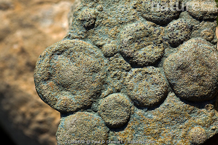 Stock photo of Nemiana simplex, a White Sea Ediacaran fossil (upper ...