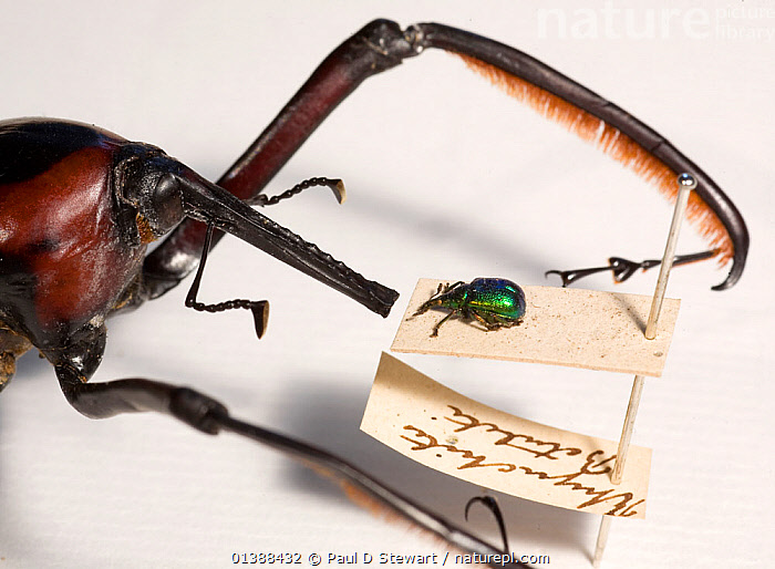 Stock photo of Two species of weevil showing the size disparity even in ...