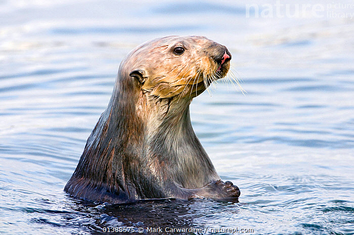 Stock photo of Sea Otter (Enhydra lutris) at sea surface. Fisherman's ...