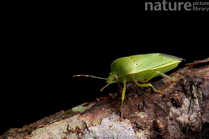 Stock photo of Southern green stink bug (Nezara viridula) Western Ghats ...