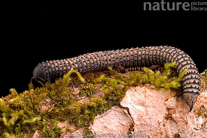 Stock photo of Millipede (Diplopoda) Western Ghats, Southern India ...