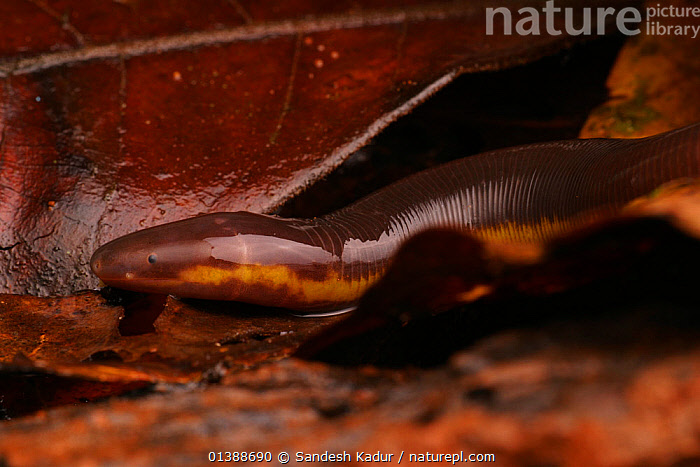 Stock photo of Yellow striped caecilian (Ichthyophis beddomei) one of ...