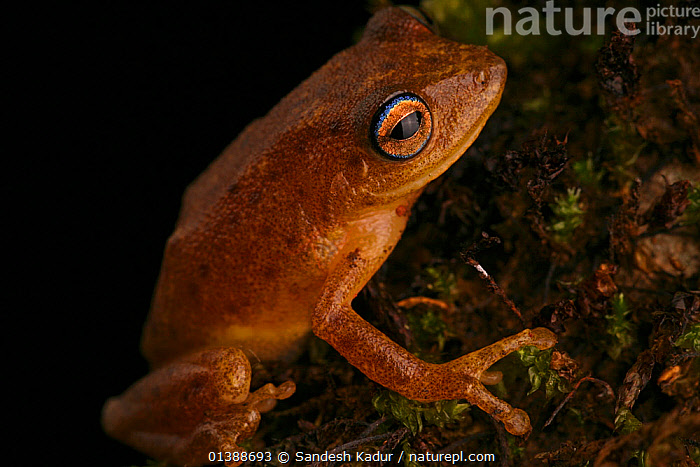 Stock photo of Bush frog (Philautus luteolus) Western Ghats, Southern ...