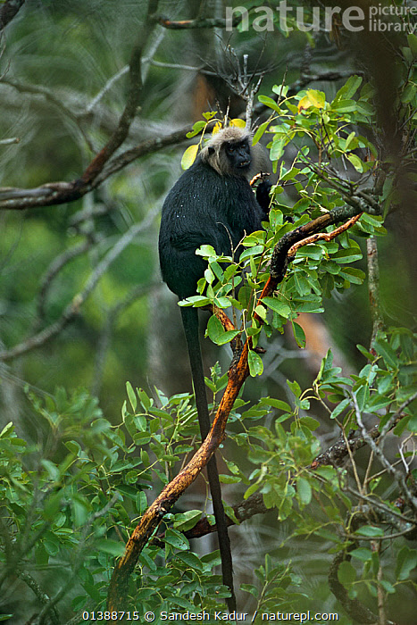 Stock photo of Nilgiri Langur (Trachypithecus johnii) feeding in tree ...