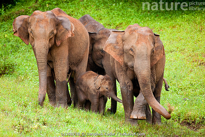 Stock photo of Indian elephants (Elephas maximus) family group, Western ...